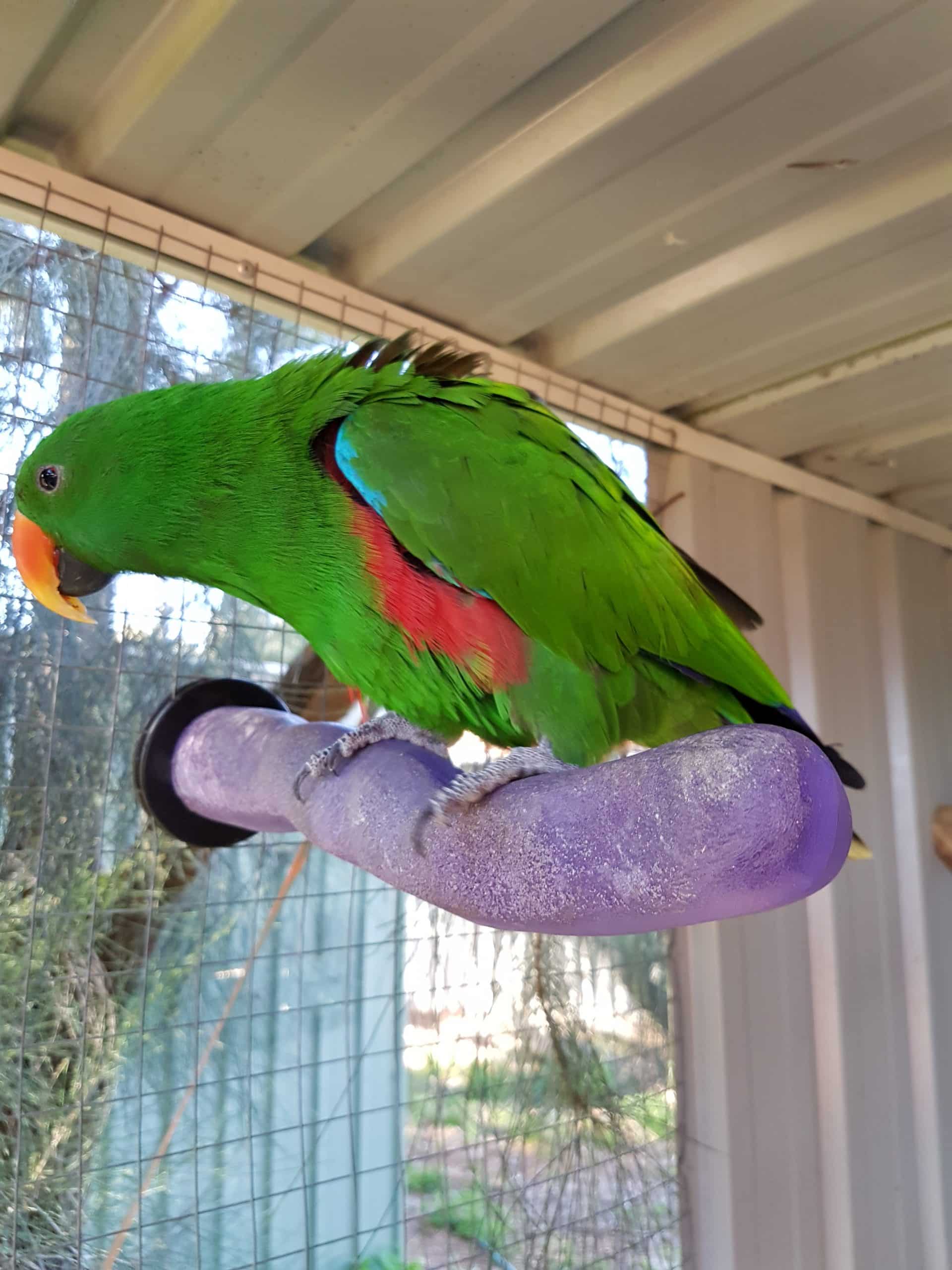Stationing: How to teach your bird - Vetafarm