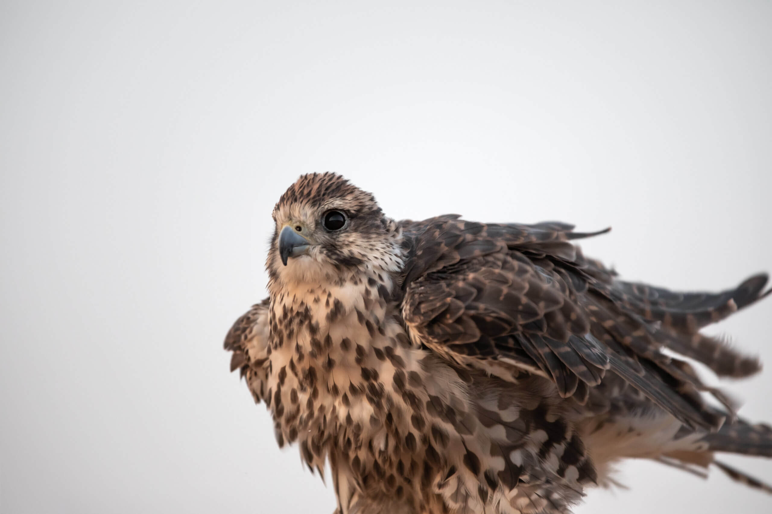 Falcon Feather Problems During Moulting - Vetafarm