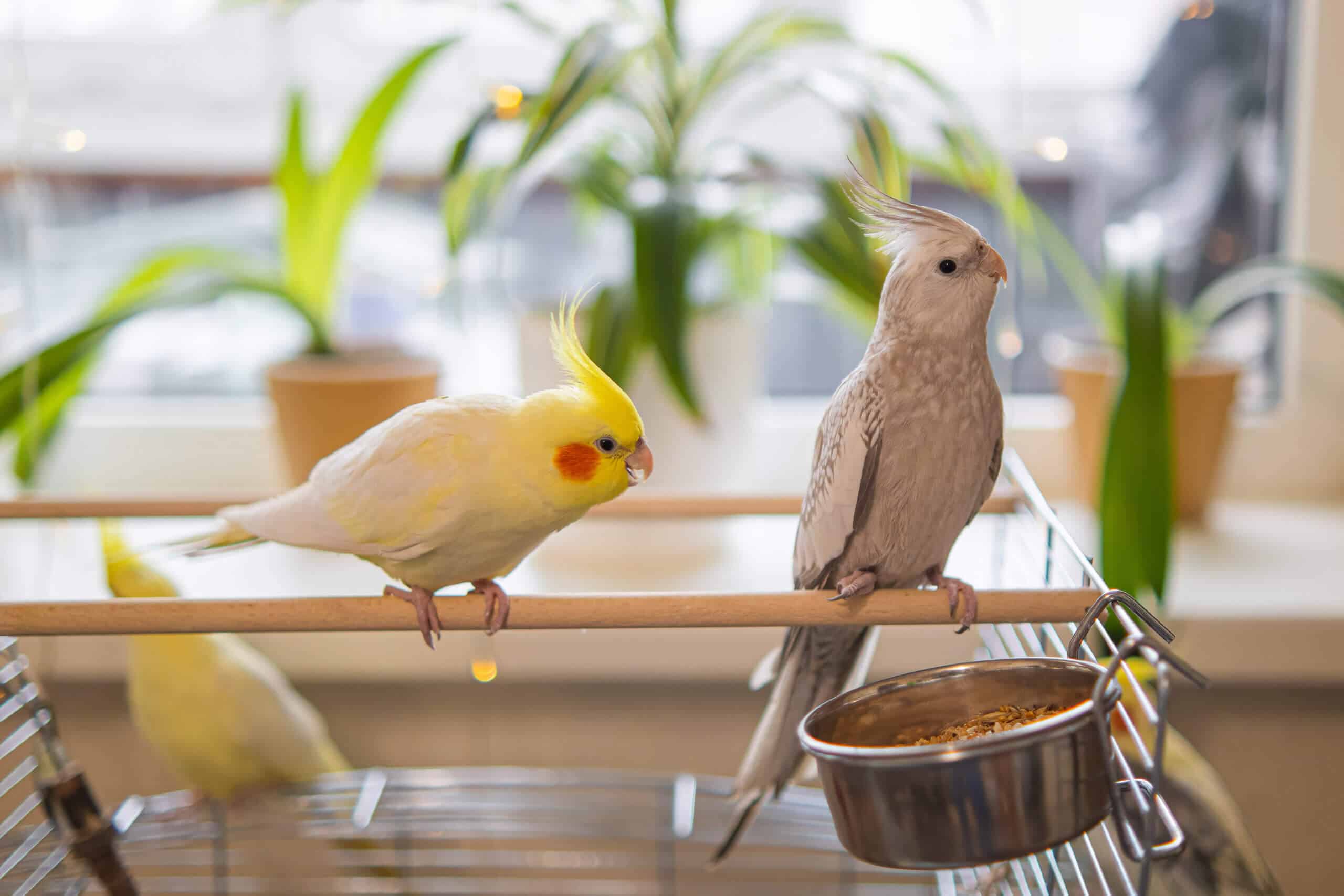 Exploring the Vital Role of Vitamin D for Birds - Vetafarm
