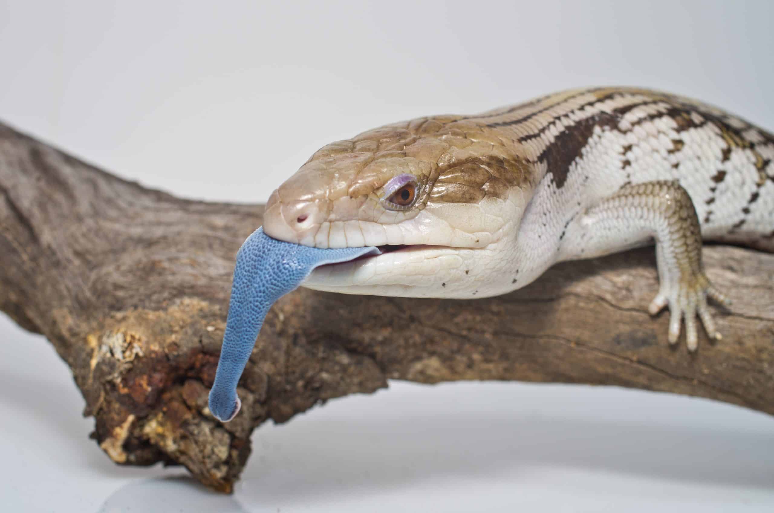 Blue Tongue Lizard as a Pet - Vetafarm