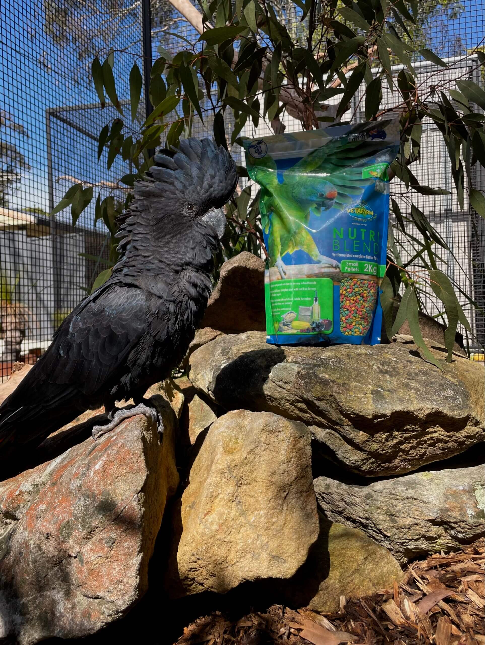 Parrots at Zambi love Nutriblend! - Vetafarm