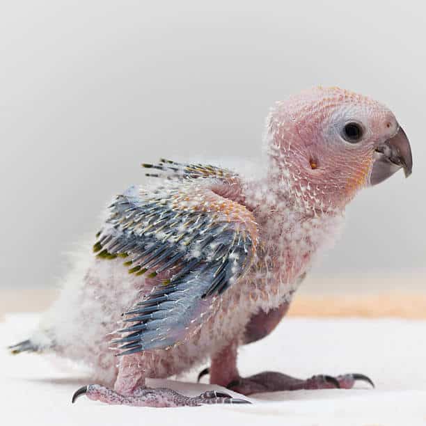 Giving Baby Birds The Best Start To Life - Vetafarm